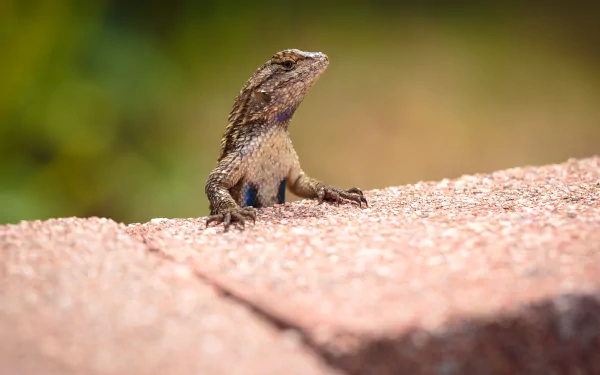 [110+] Lizard 4k Wallpapers