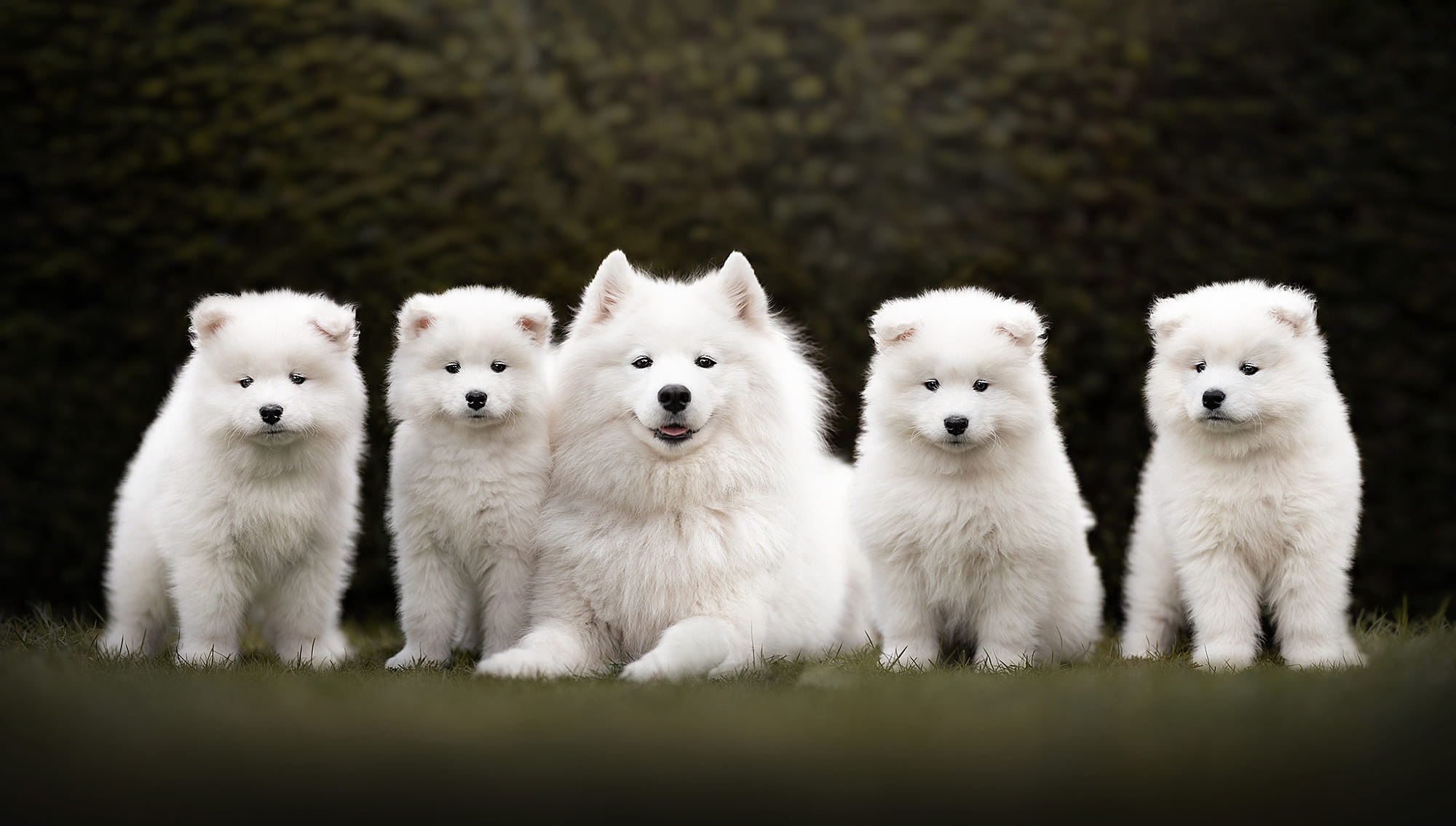 Mommy dog and her 4 puppies