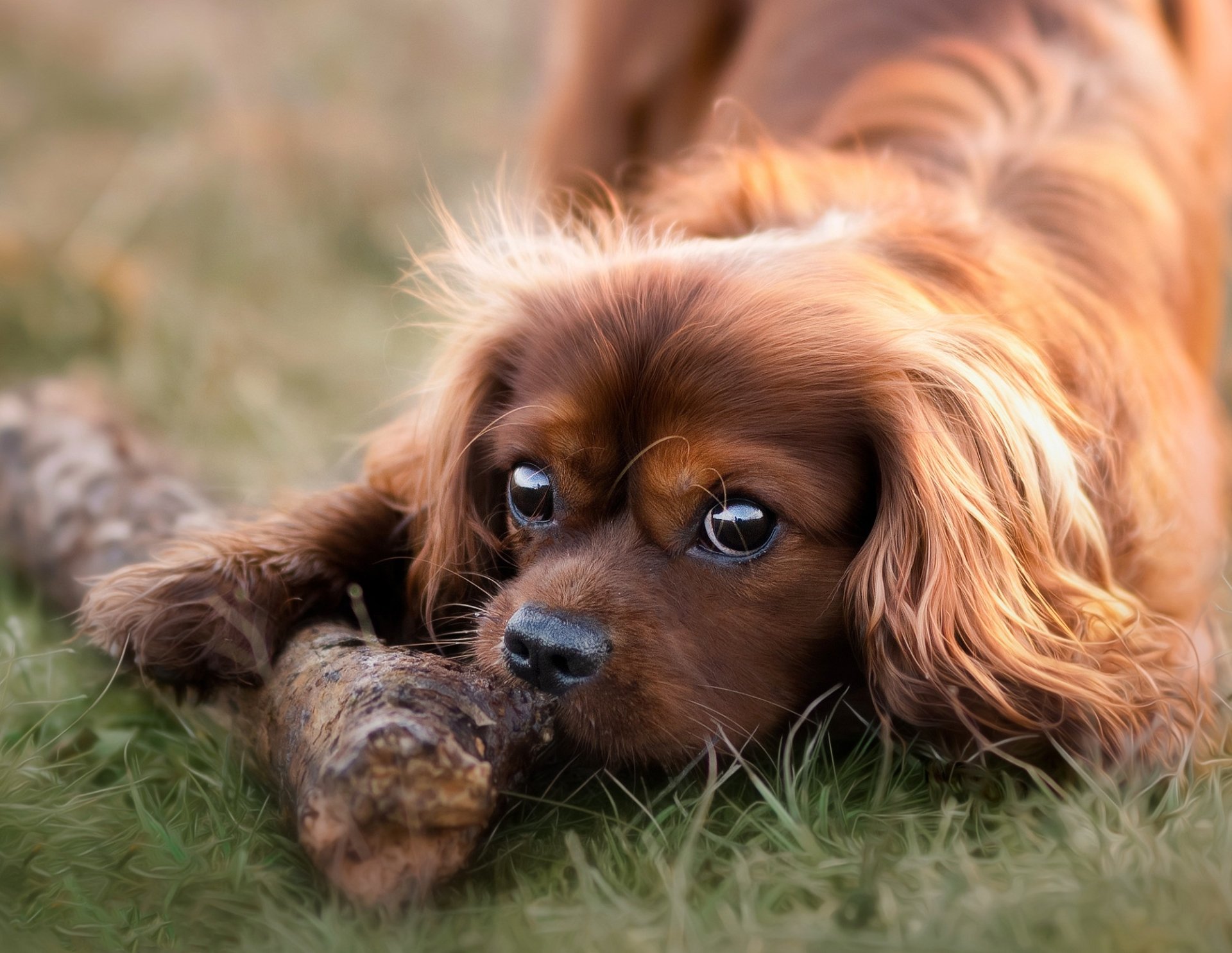 Download Animal King Charles Spaniel HD Wallpaper