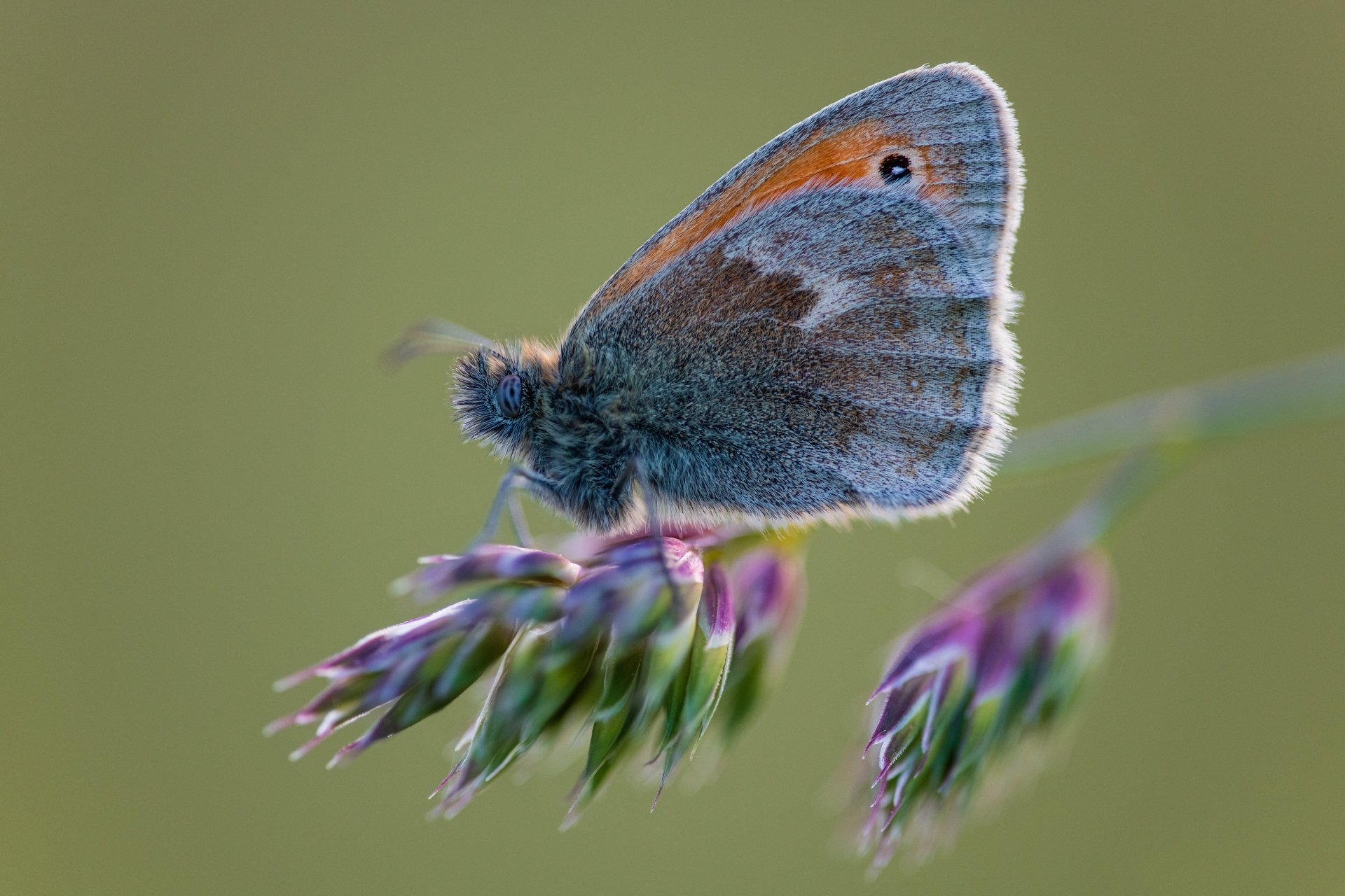 Download Animal Butterfly 4k Ultra HD Wallpaper