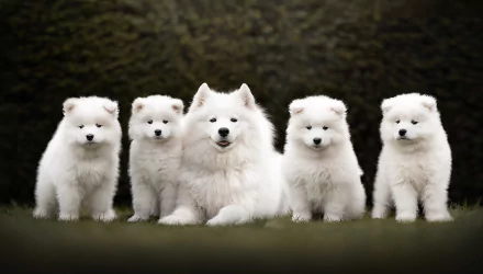 Samoyed - Desktop Wallpapers, Phone Wallpaper, PFP, Gifs, and More!