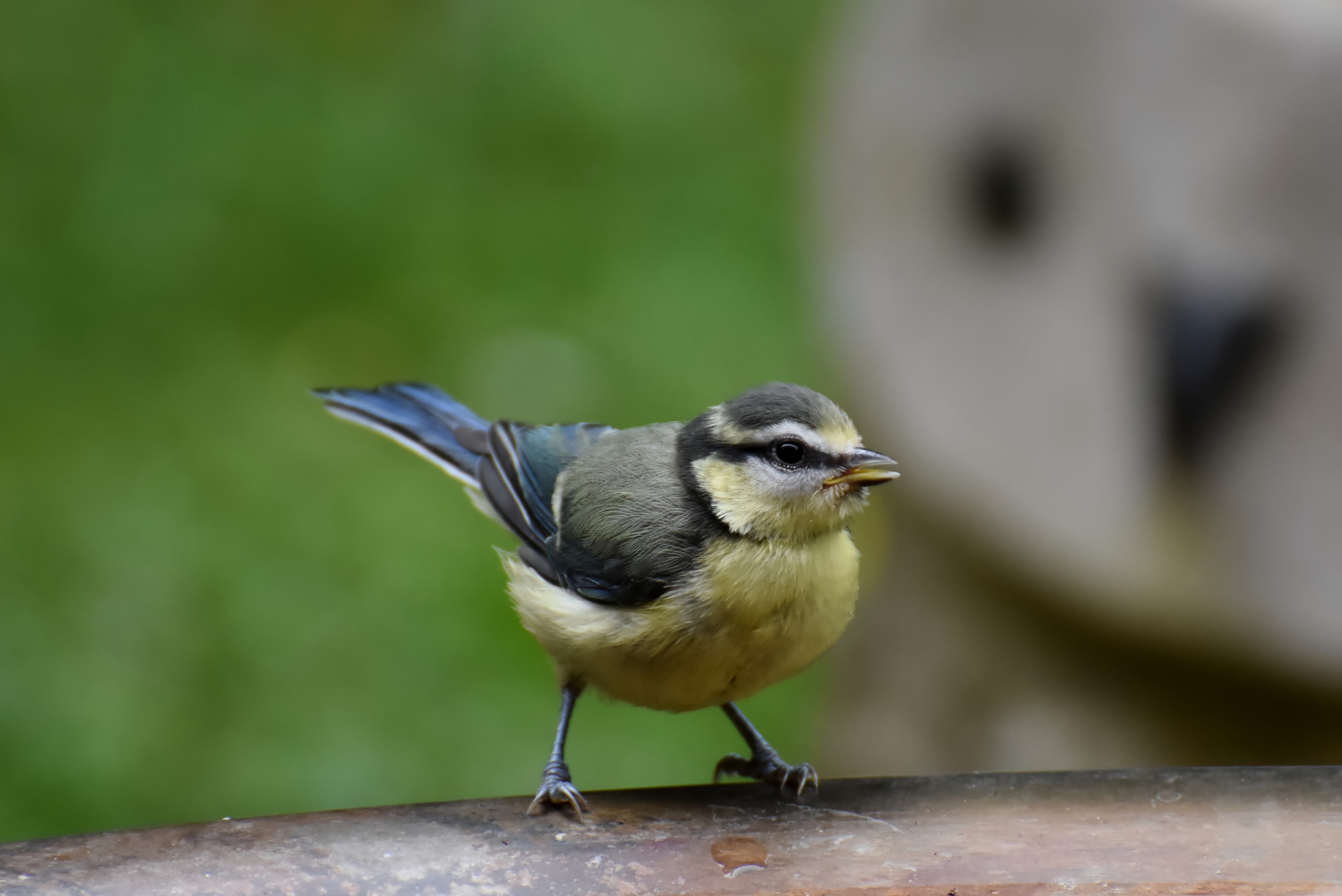 Download Animal Titmouse 4k Ultra HD Wallpaper by Ralphs_Fotos