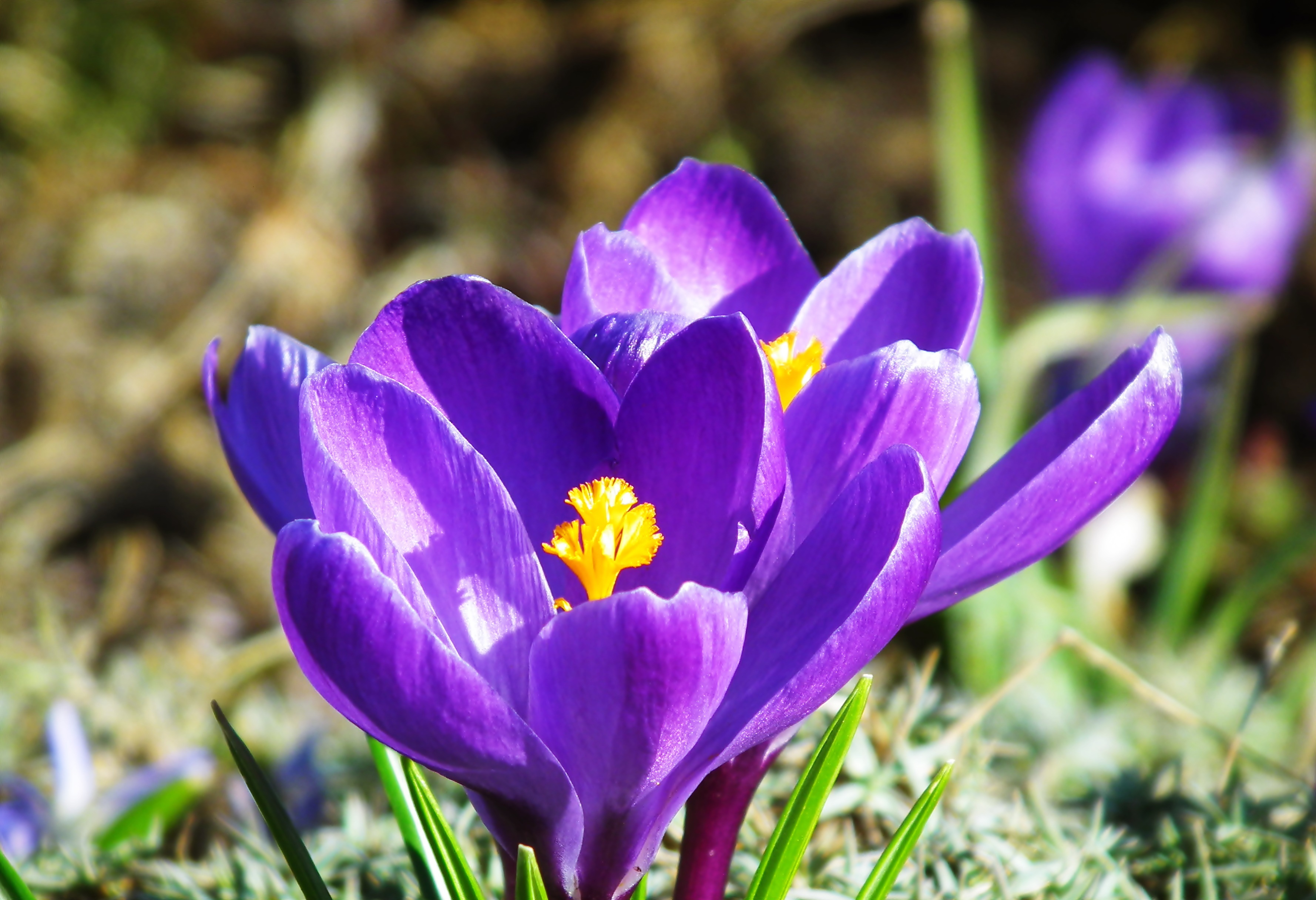 Download Nature Crocus HD Wallpaper by MrGajowy3