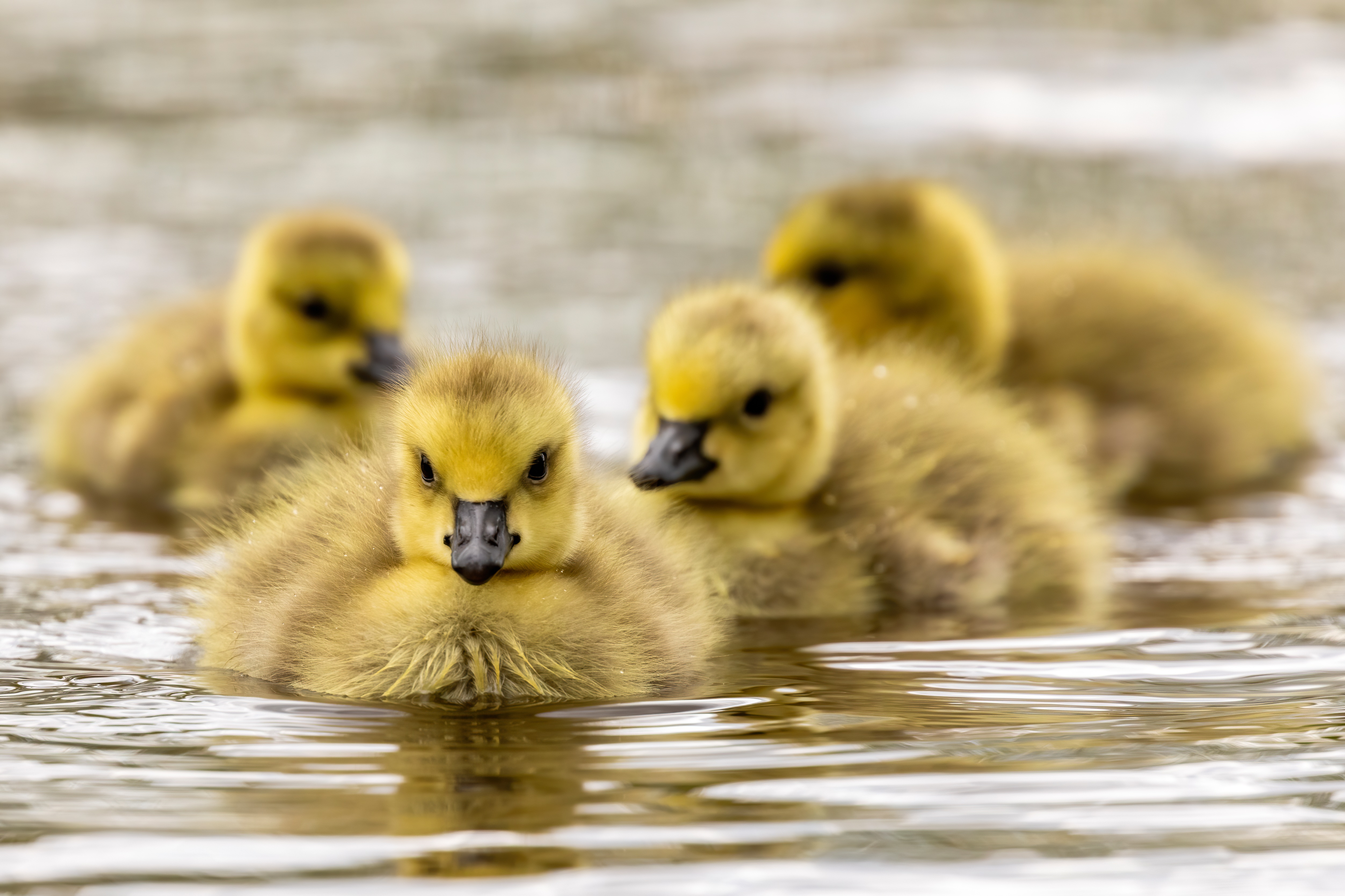 Download Animal Goose 4k Ultra HD Wallpaper