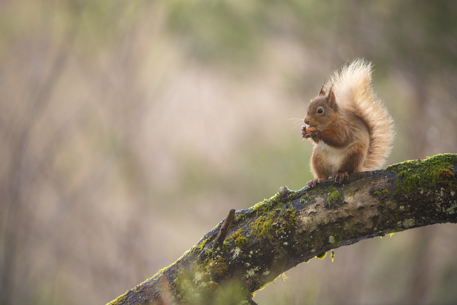 Download Animal Squirrel 4k Ultra HD Wallpaper