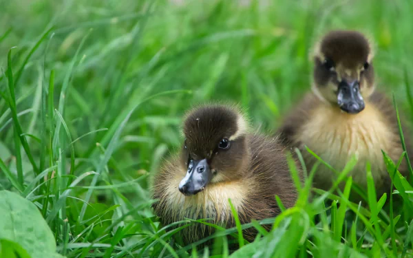 [70+] Duck 4k Wallpapers