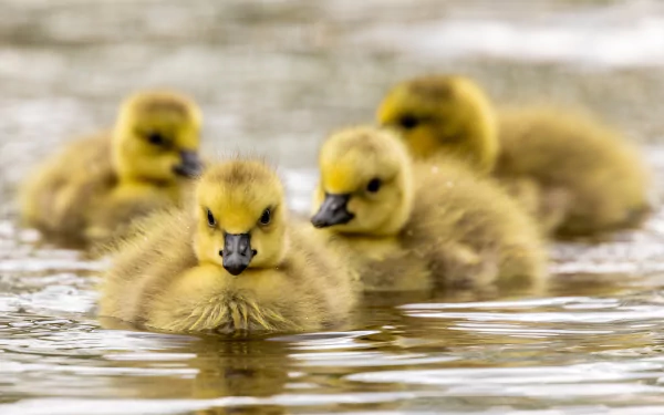 [30+] Goose 4k Wallpapers