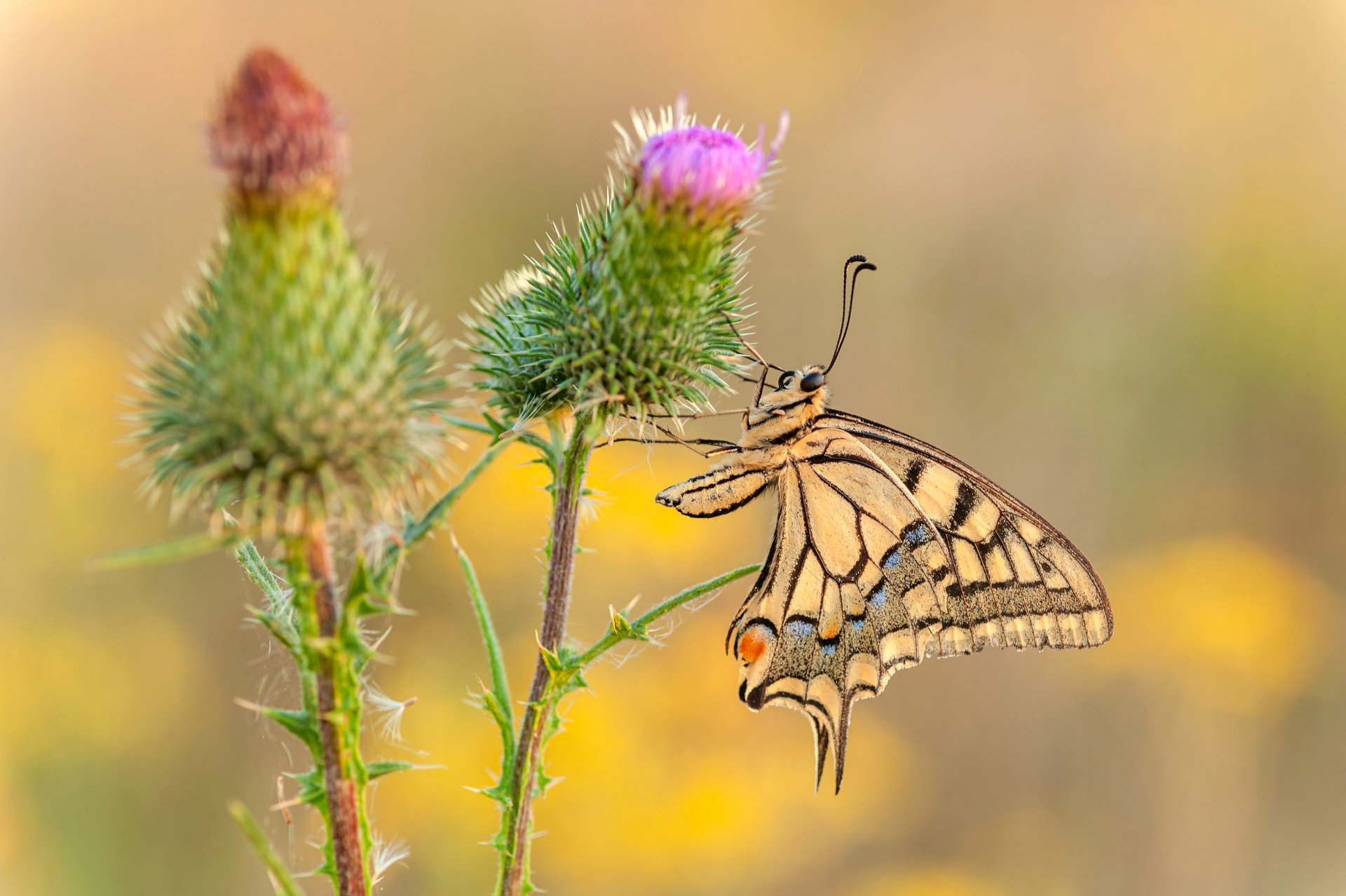 Download Macro Animal Butterfly 4k Ultra HD Wallpaper