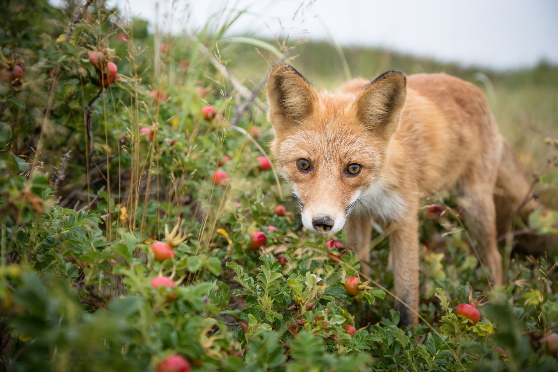 Download Animal Fox 4k Ultra HD Wallpaper