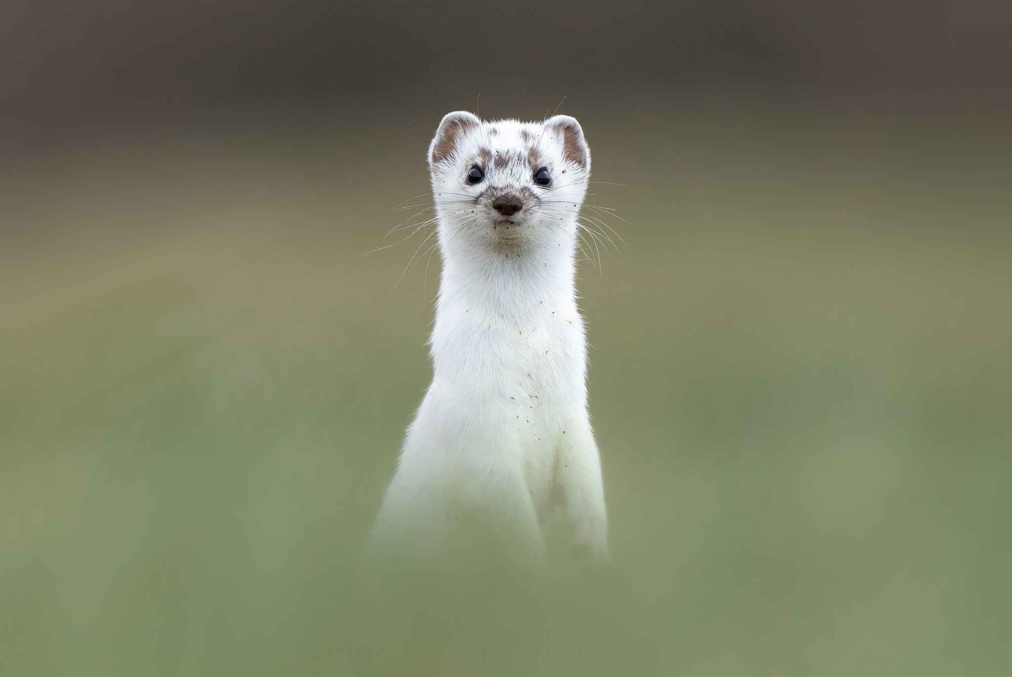 Weasel HD Wallpaper