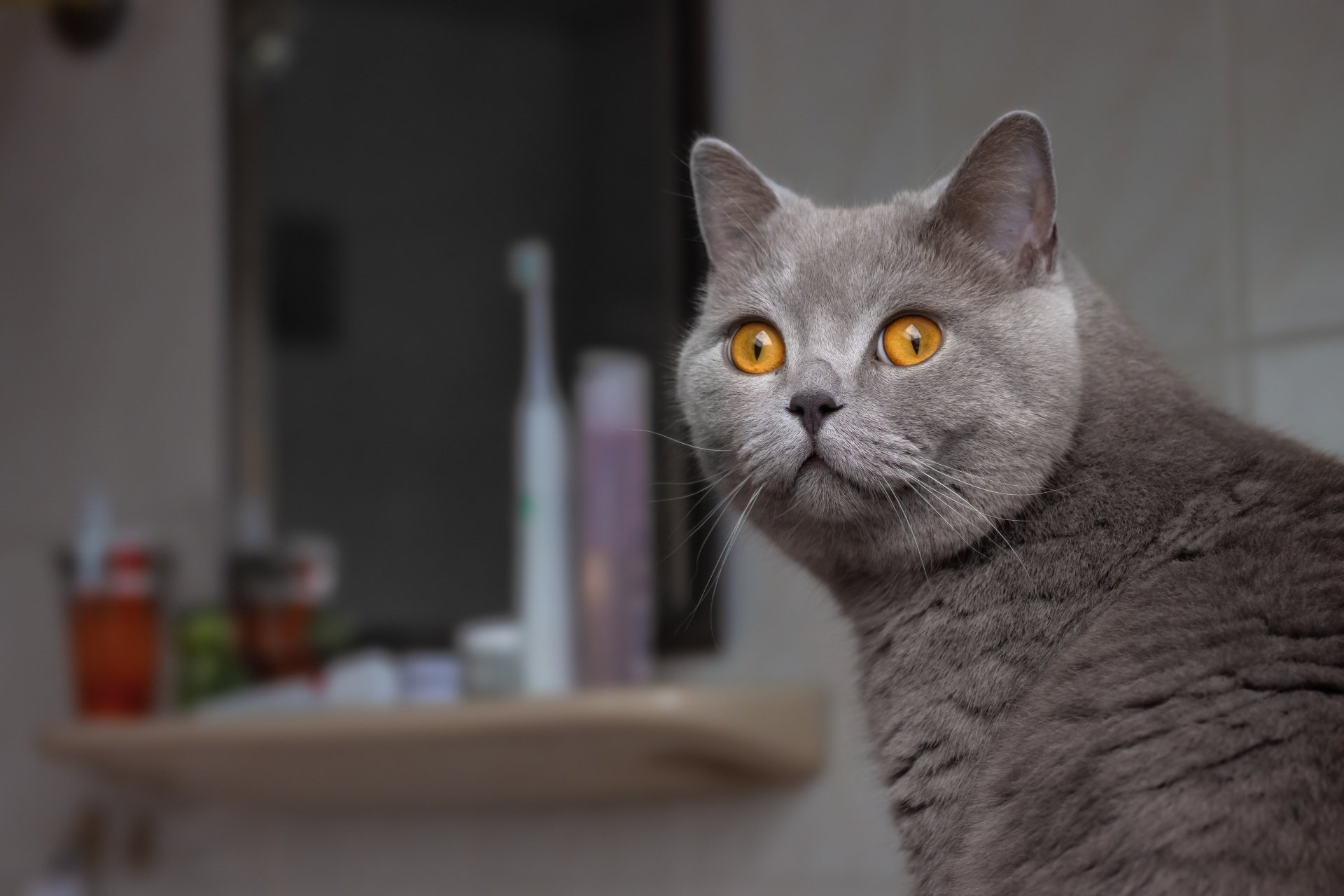 Download Animal Cat 4k Ultra HD Wallpaper | 6000x4000 | Wallpaper Abyss