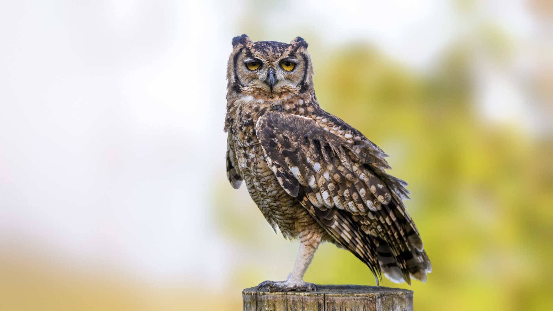 Download Animal Owl 4k Ultra HD Wallpaper | 6025x3389 | Wallpaper Abyss