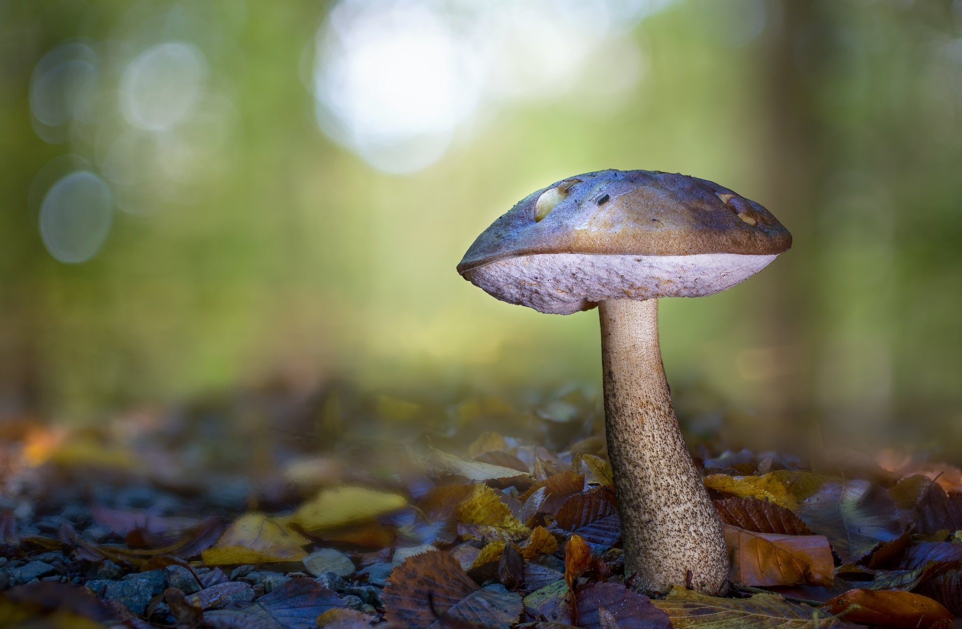 Misty Forest Mushroom — HD Nature Wallpaper | 2048x1340 | Wallpaper Abyss