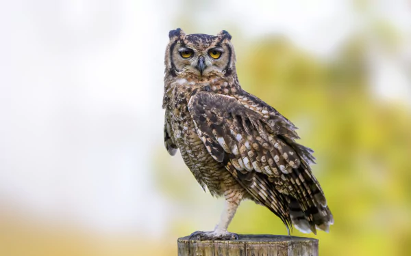[290+] Owl 4k Wallpapers