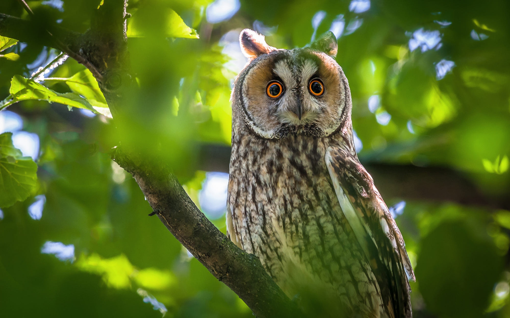 Download Animal Owl HD Wallpaper