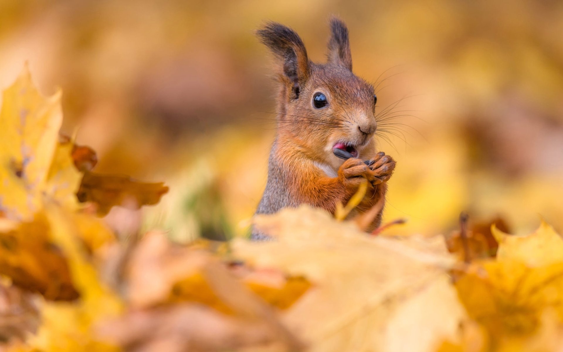 Download Animal Squirrel HD Wallpaper | 2000x1250 | Wallpaper Abyss