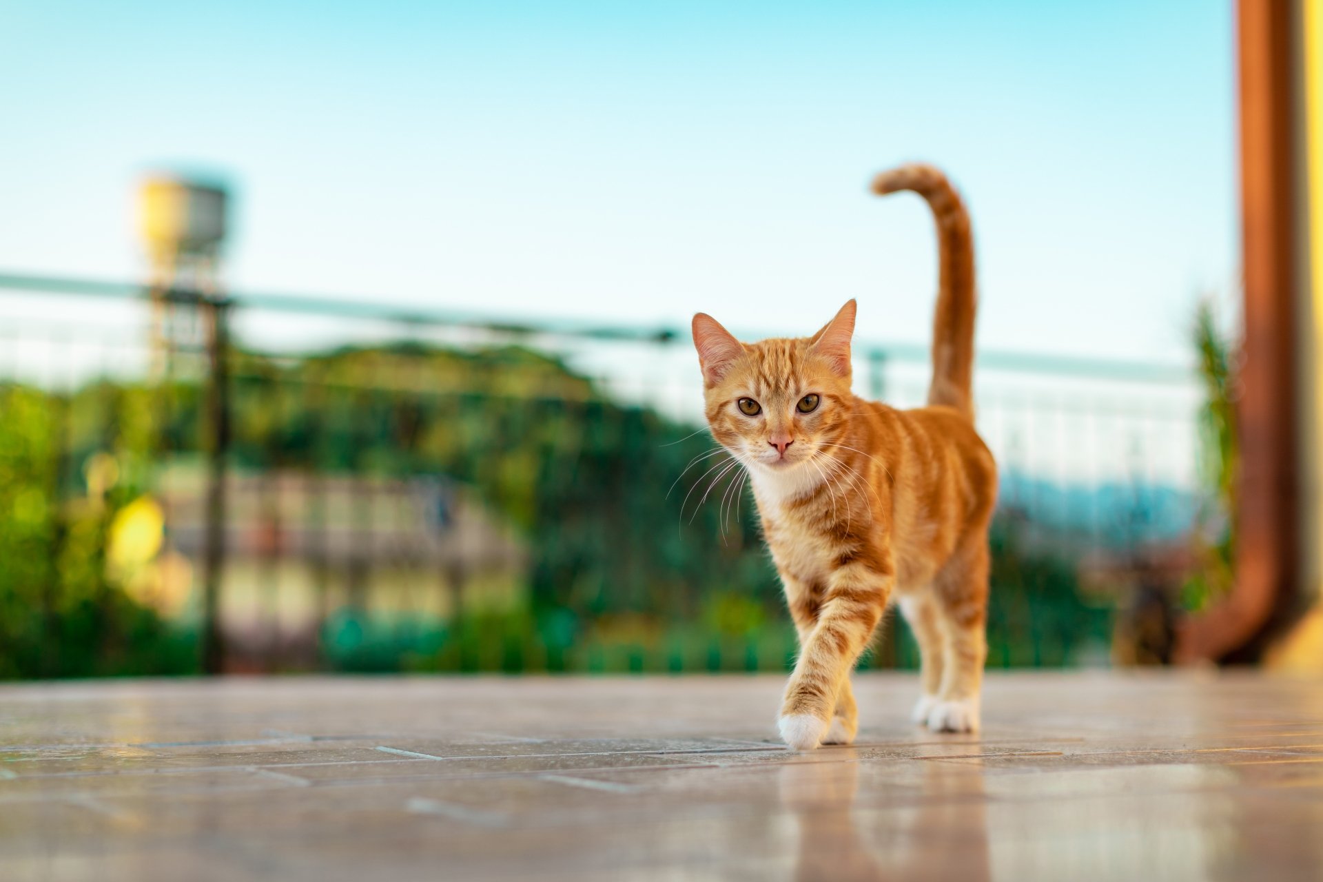 4K Ultra HD Majestic Ginger Cat in Natural Light | 6165x4110 ...