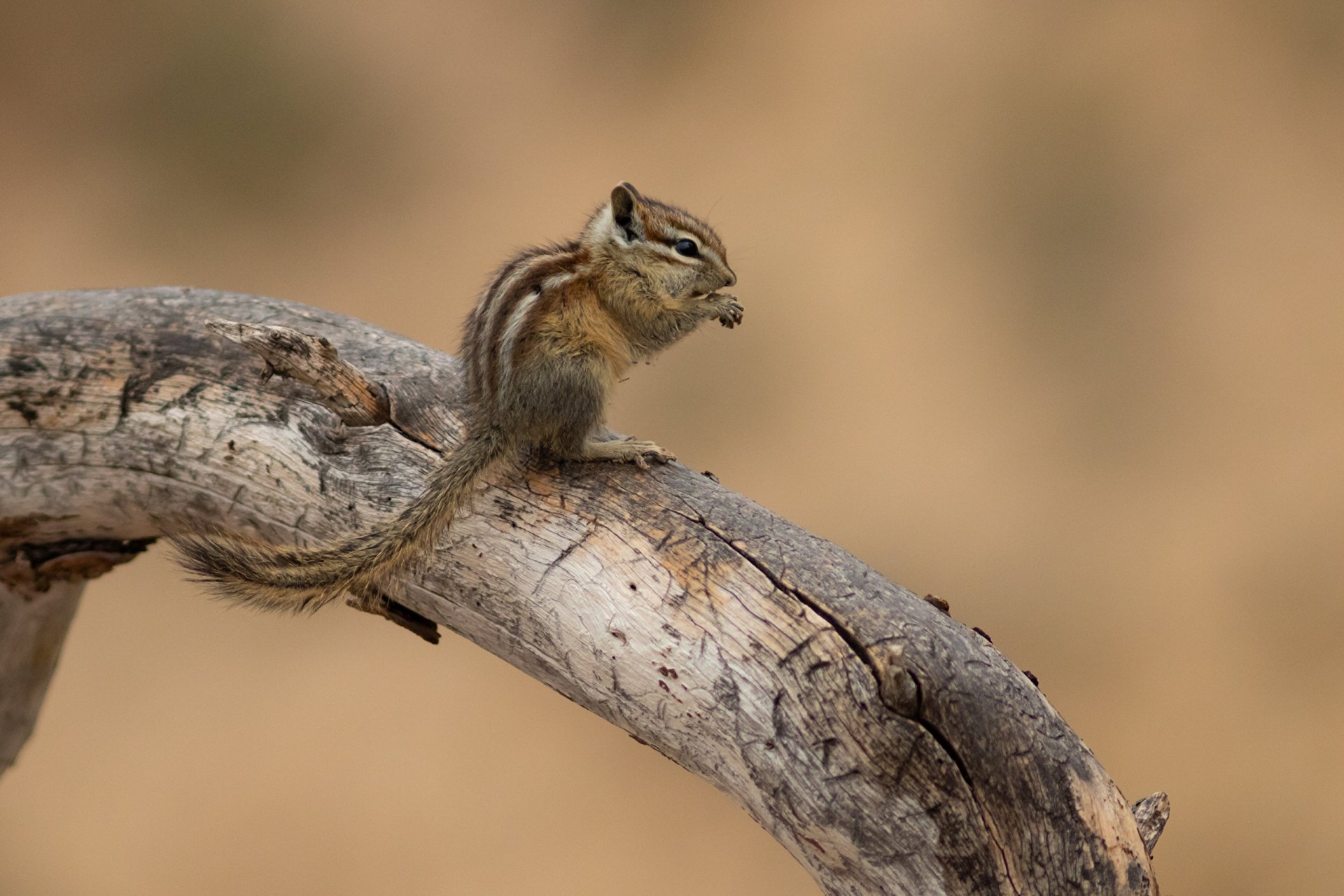 Download Animal Chipmunk HD Wallpaper