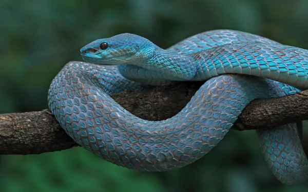 [20+] Python 4k Wallpapers