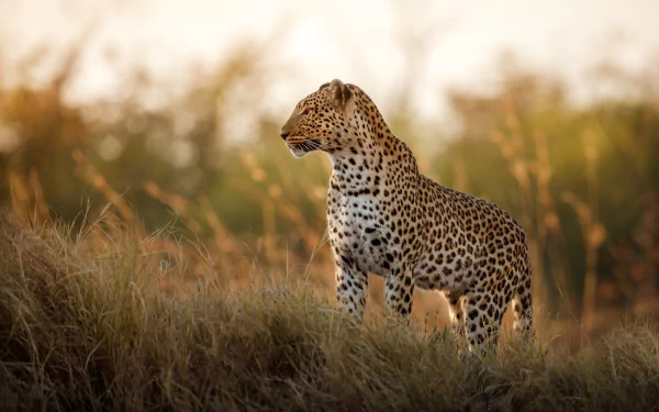 [120+] Leopard 4k Wallpapers