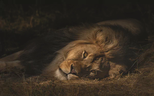 [340+] Lion 4k Wallpapers