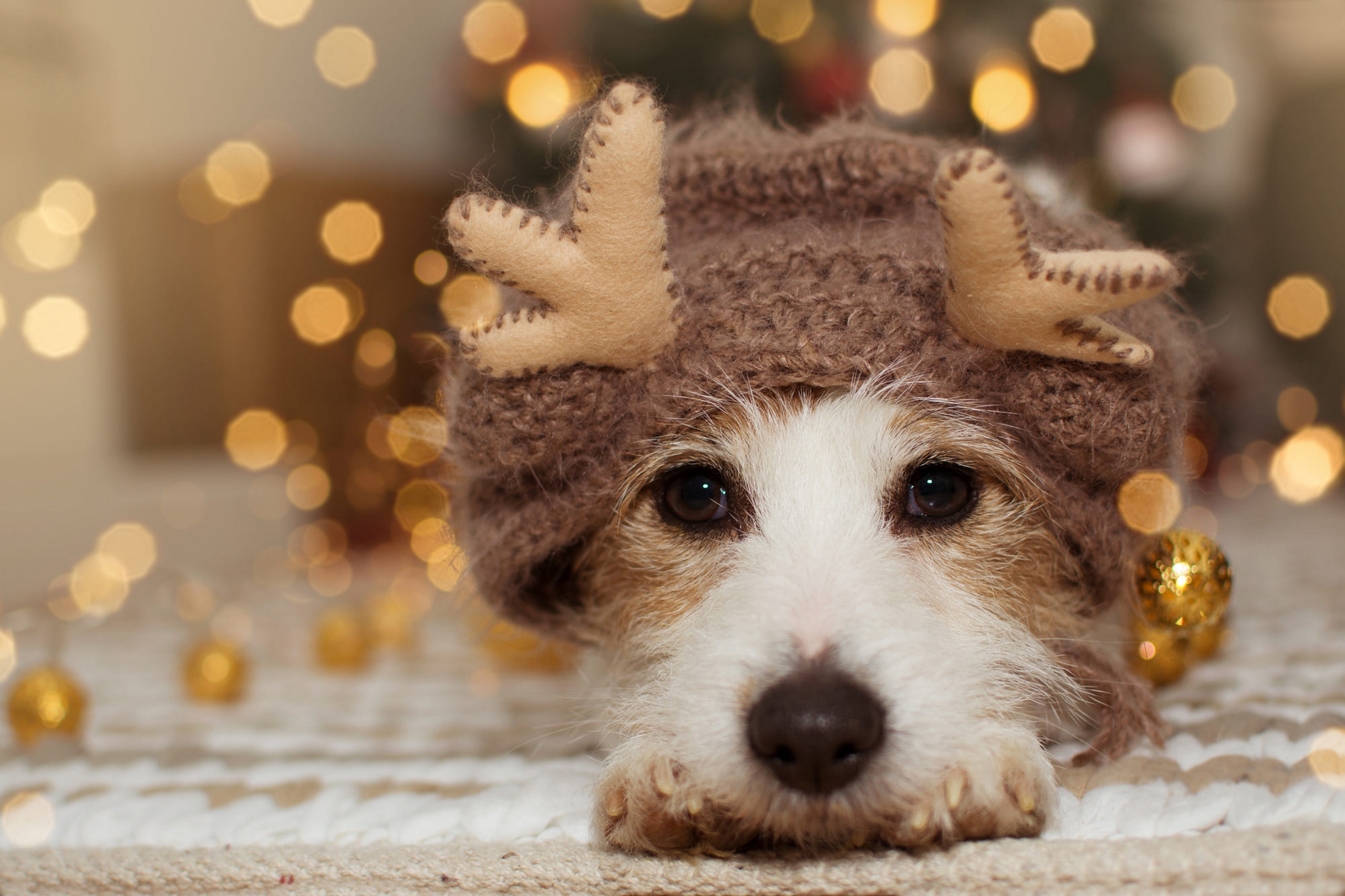 Download Animal Dog HD Wallpaper