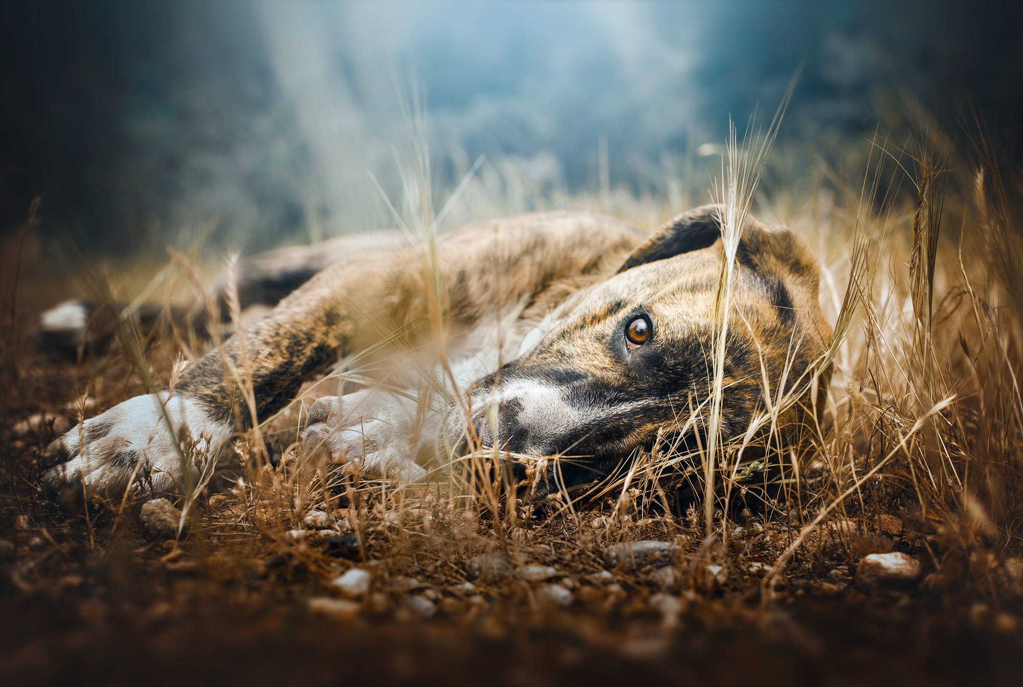 Download Animal Puppy HD Wallpaper