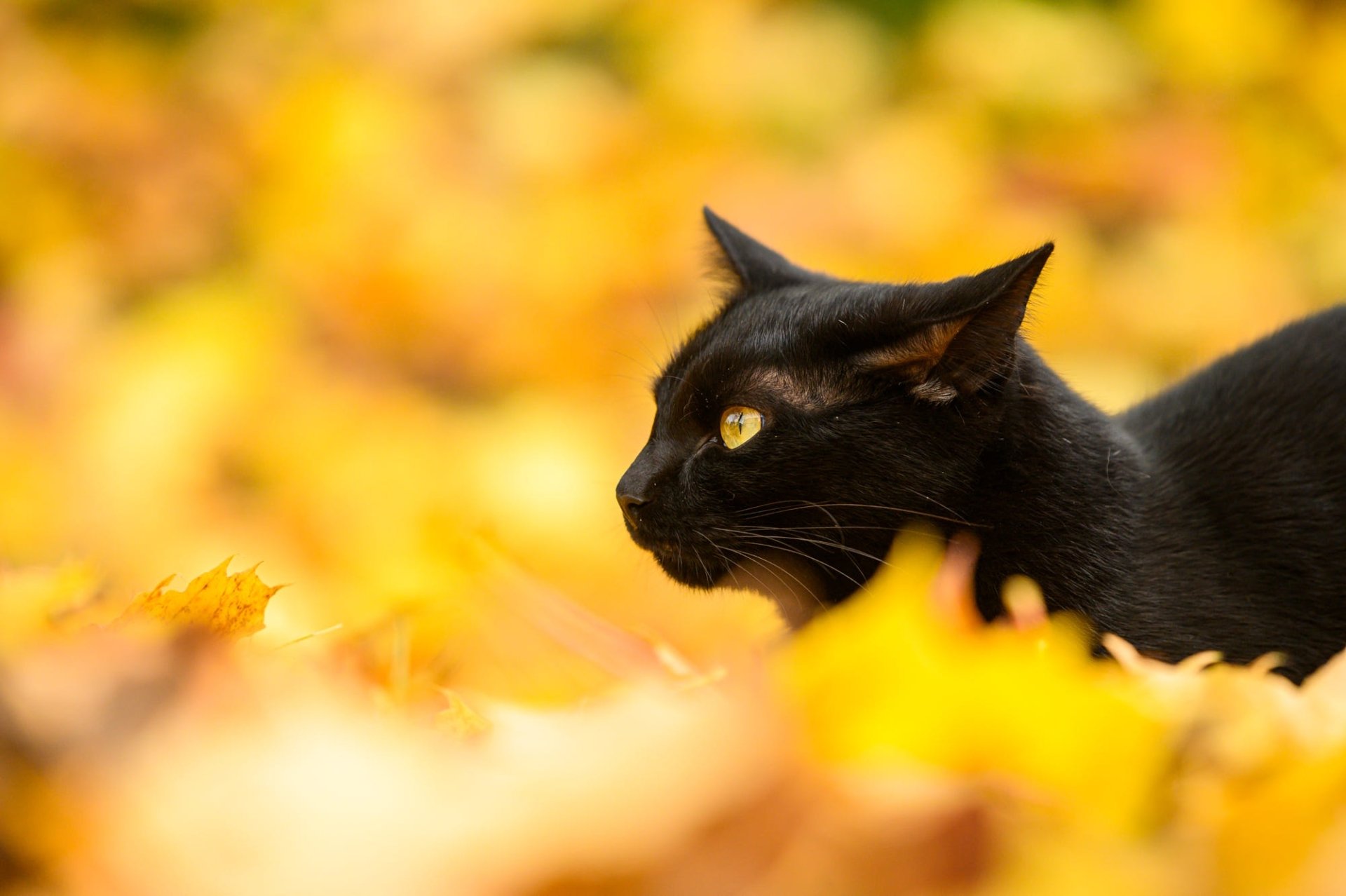 Autumn Noir — Black Cat HD Wallpaper