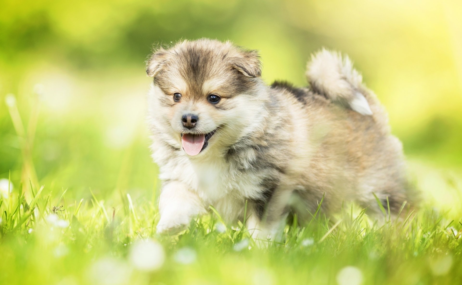 Adorable Puppy in Nature - HD Wallpaper