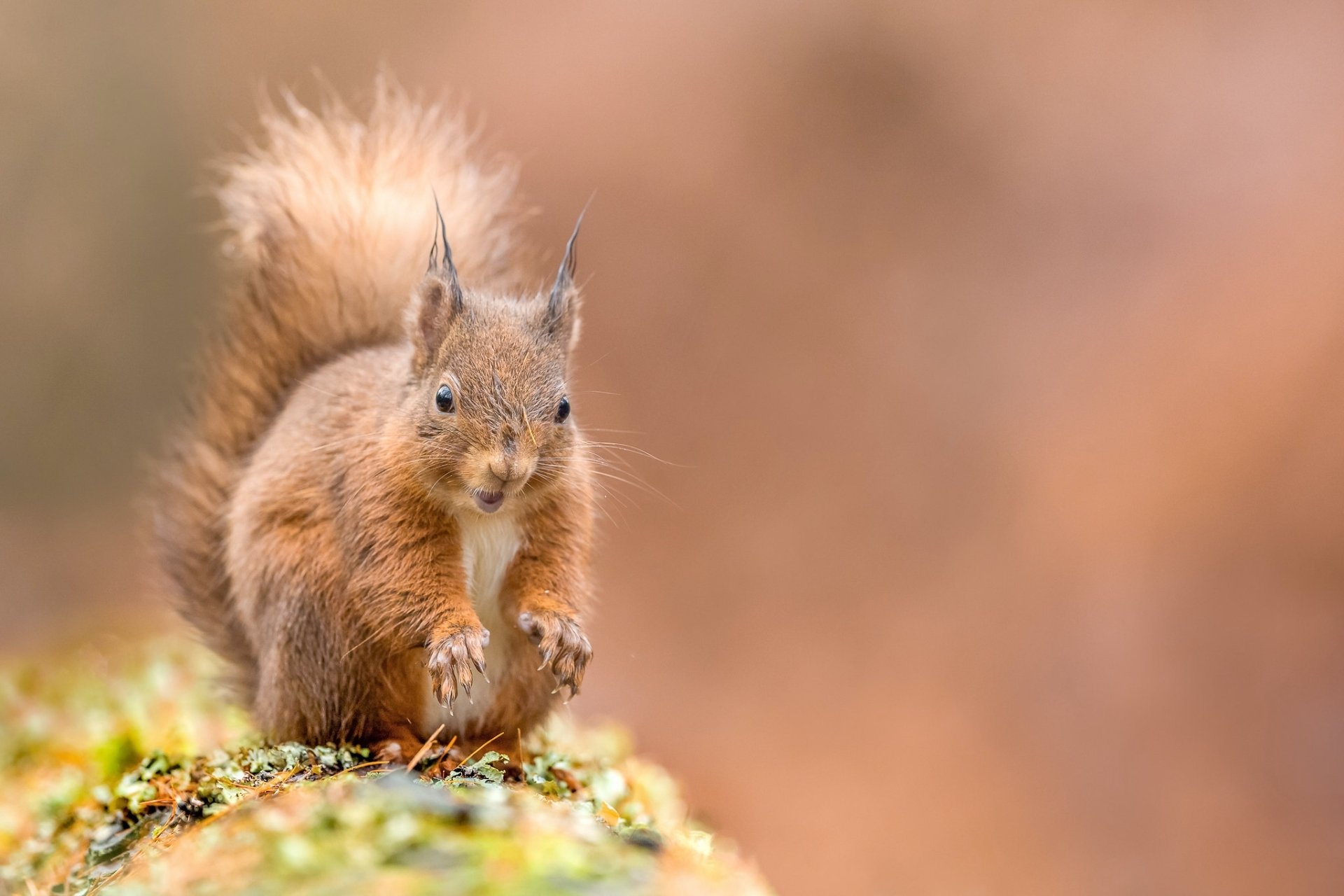 Download Animal Squirrel HD Wallpaper | 2048x1365 | Wallpaper Abyss