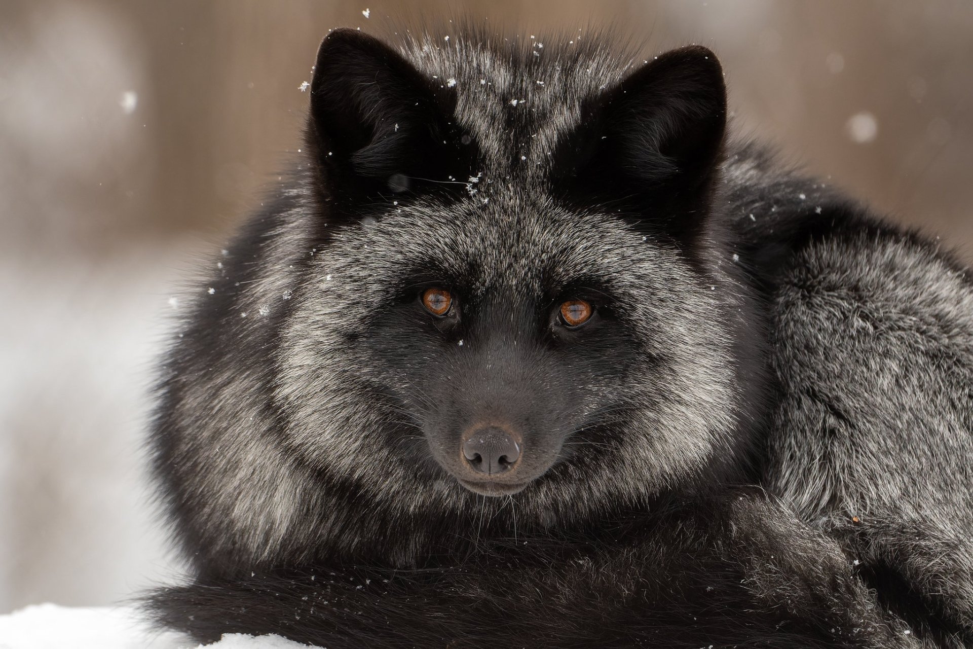 Majestic Silver Fox HD Wallpaper