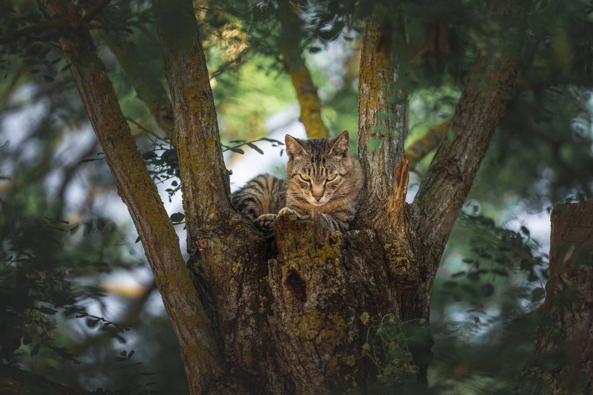 Download Animal Cat HD Wallpaper