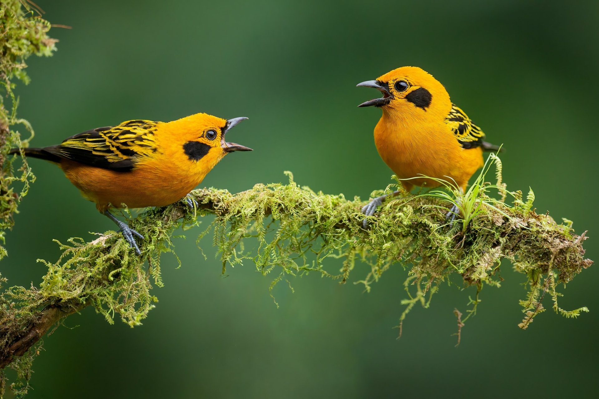 Download Golden Tanager Animal Tanager HD Wallpaper