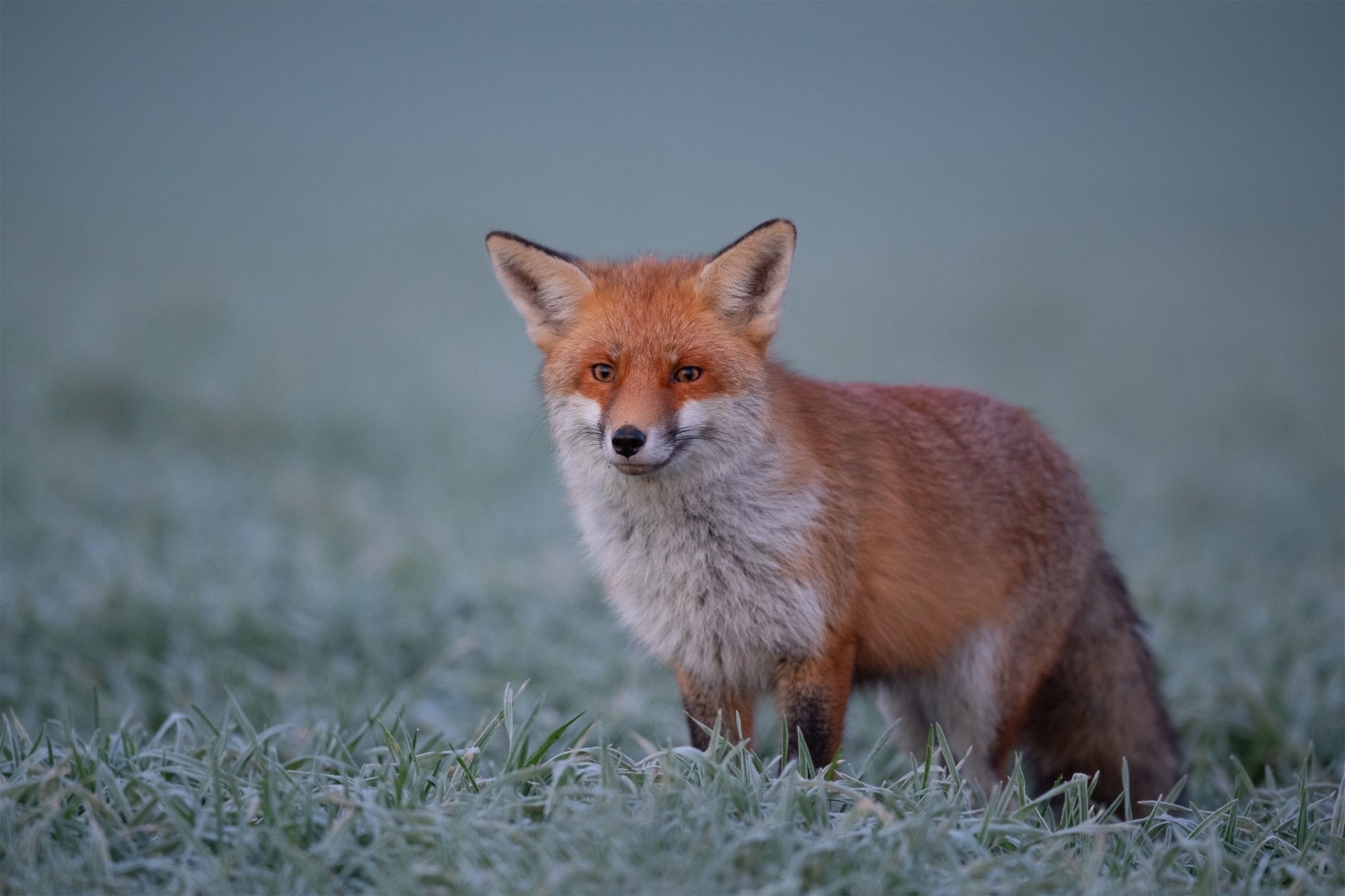 Frost-Kissed Fox — HD Wildlife Wallpaper | 2048x1365 | Wallpaper Abyss
