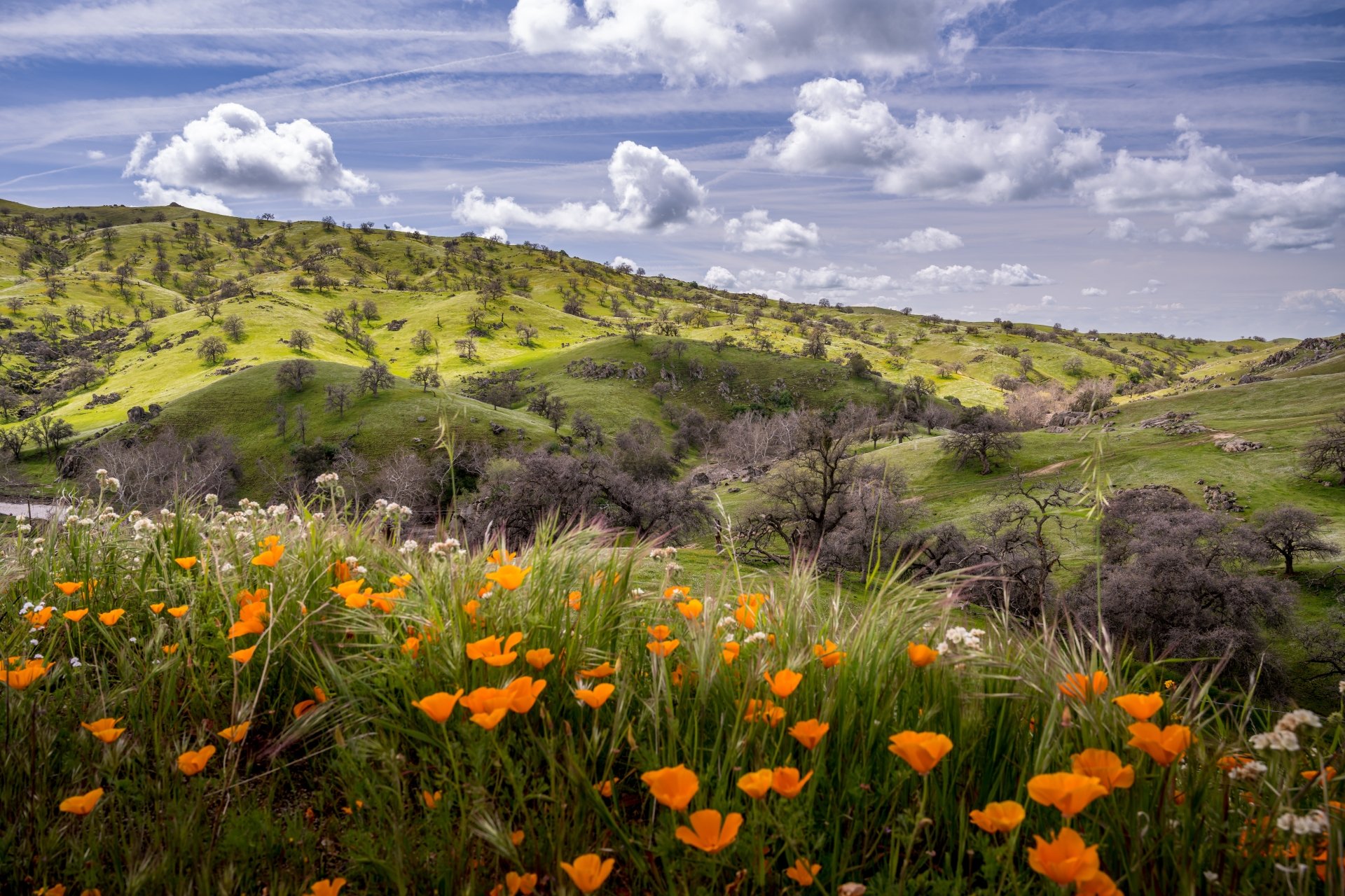 8K Ultra HD Nature Landscape: Vibrant Hills and Blooming Wildflowers