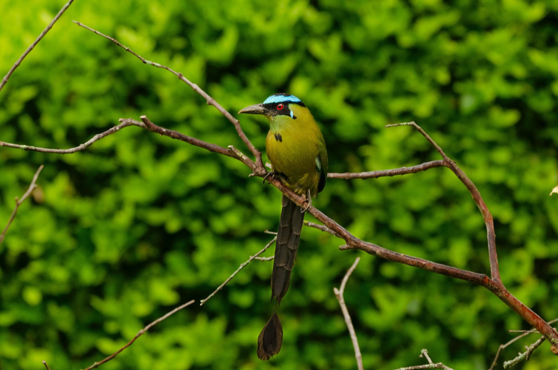 Download Andean Motmot Animal Motmot 4k Ultra HD Wallpaper by Cesar ...