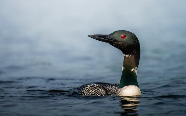 Common Loon Wallpapers
