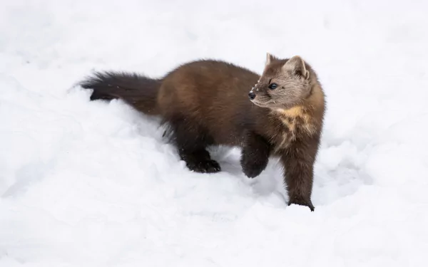 Download American Marten Animal Marten 4k Ultra HD Wallpaper by Jeremy ...