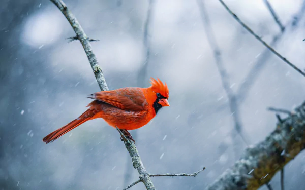 Download Flower Branch Cardinal Bird Animal Northern Cardinal HD Wallpaper