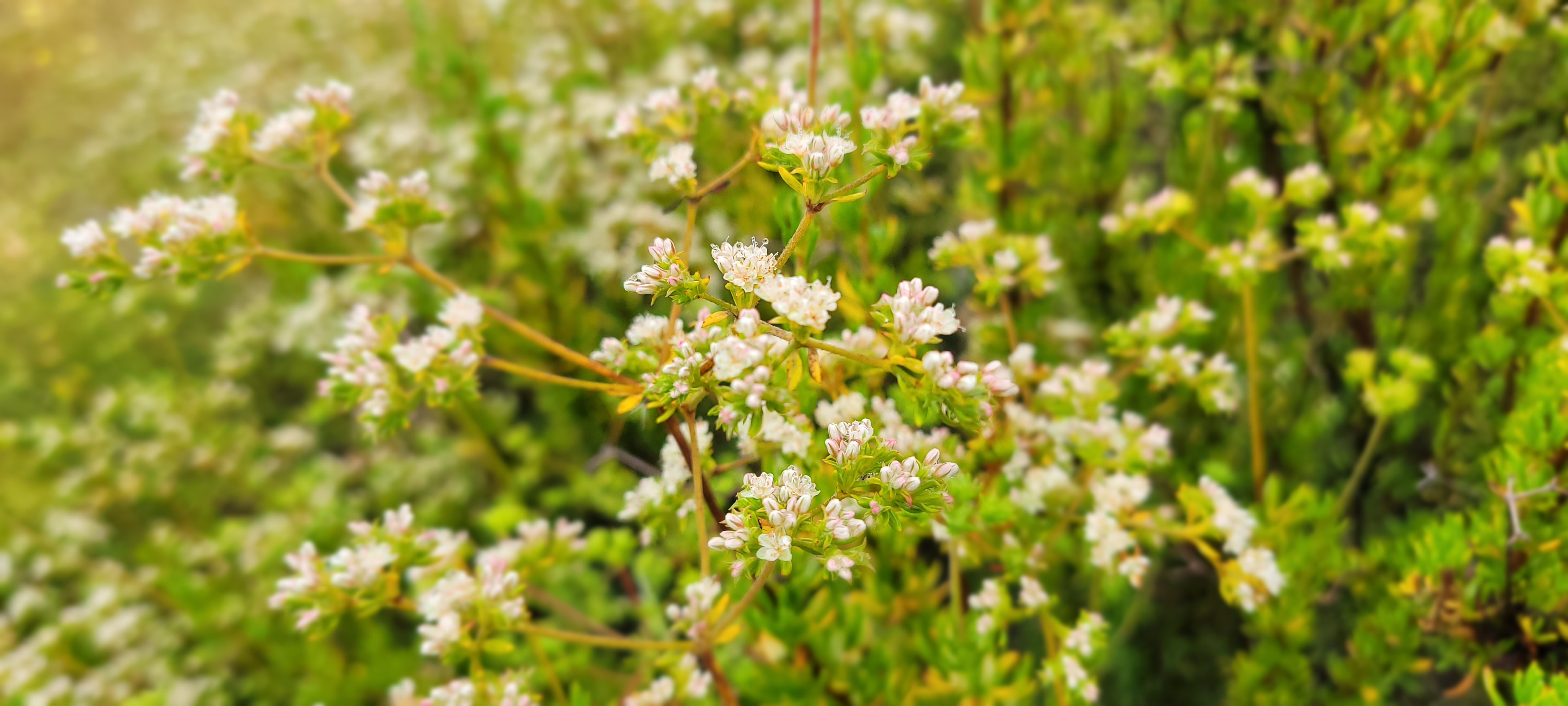 Floral Closeup - White Flowers Green Bushes by Dr-Pen