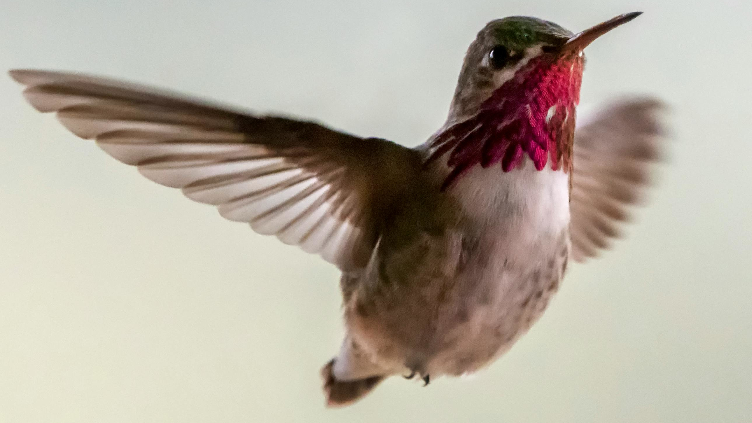 Download Hummingbird Macro HD Wallpaper by Frank Cone