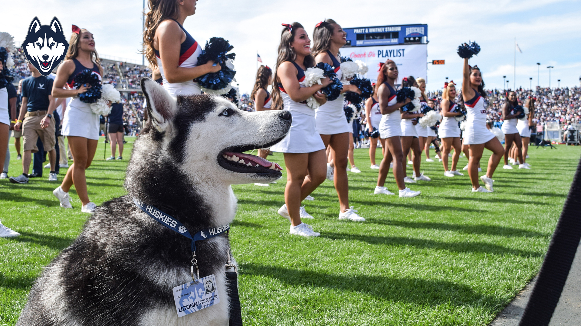 UConn Athletics HD Wallpaper: Cheerful Husky at the Game