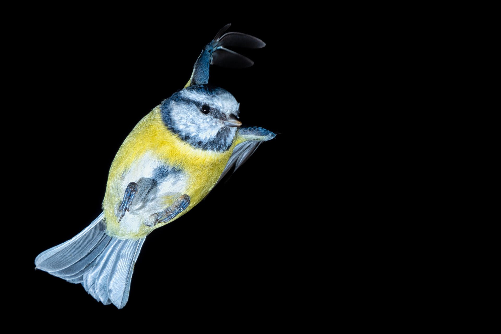 Download Animal Bird HD Wallpaper | 3000x2000 | Wallpaper Abyss
