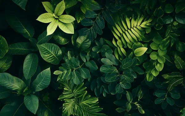 Lush Greenery 4k Wallpapers