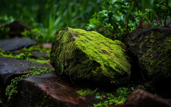 Download Nature Mossy Stone Moss Rock Forest 4k Ultra HD Wallpaper by ...