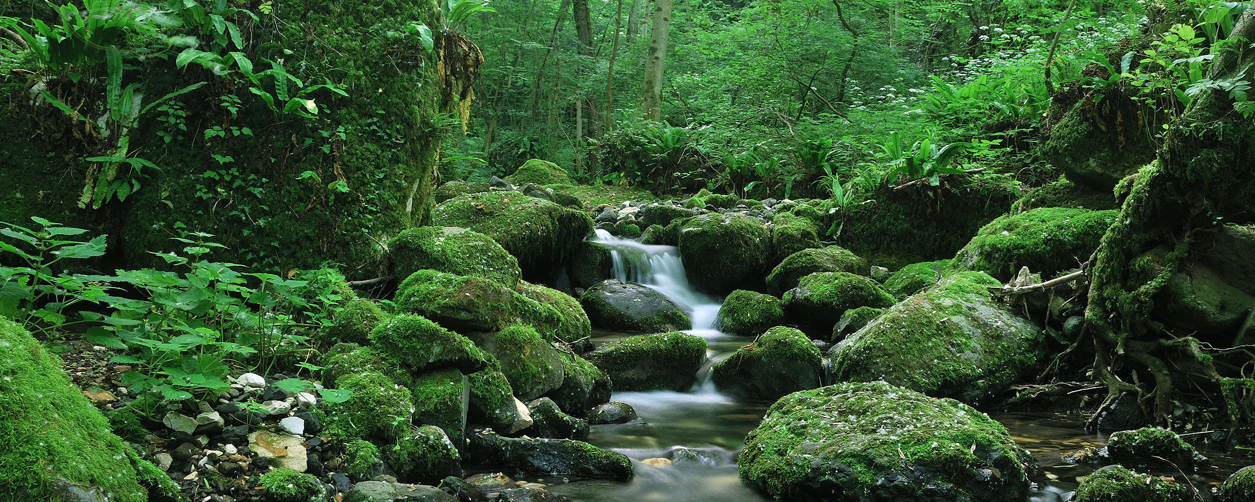 Download Nature Stream Wallpaper
