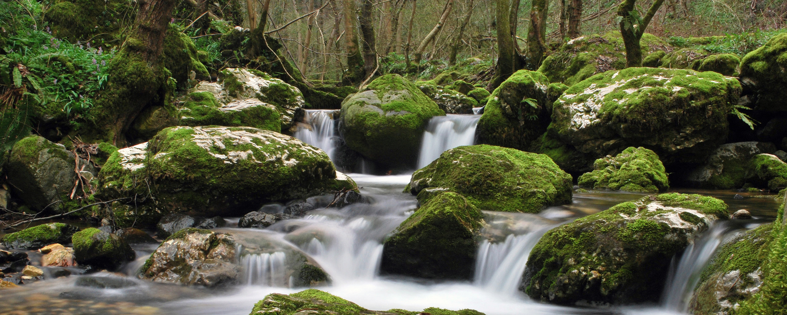 Download Nature Stream Wallpaper