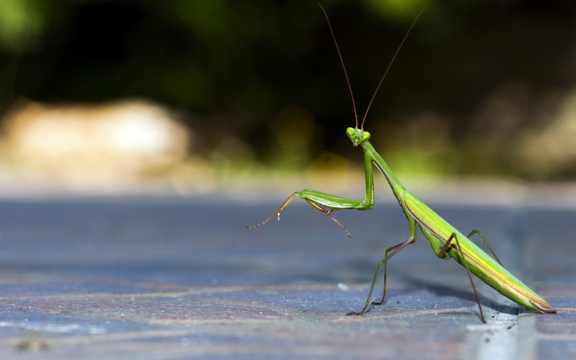 Download Animal Praying Mantis HD Wallpaper