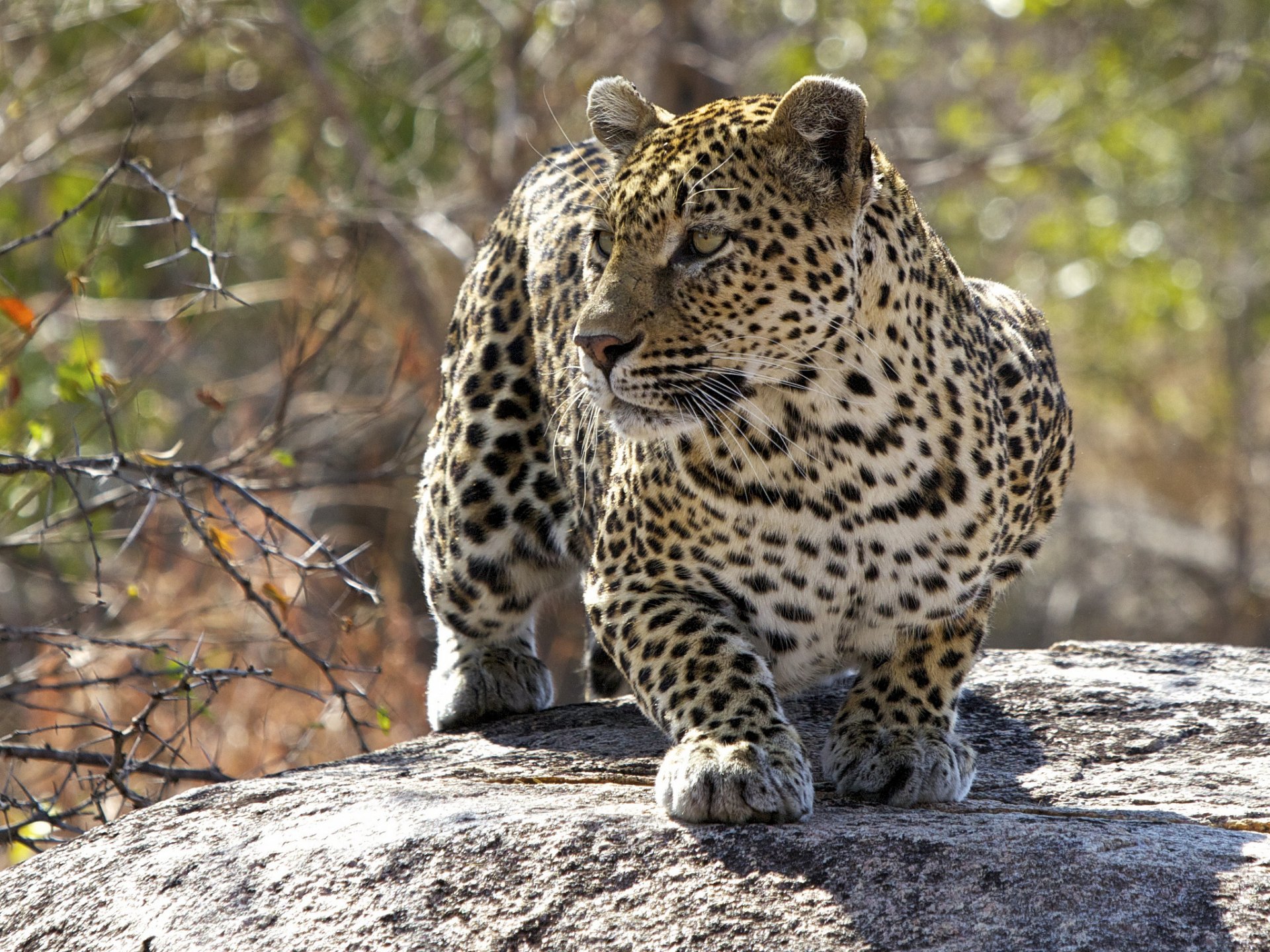 Majestic Leopard in HD: Nature's Stealthy Predator Wallpaper ...