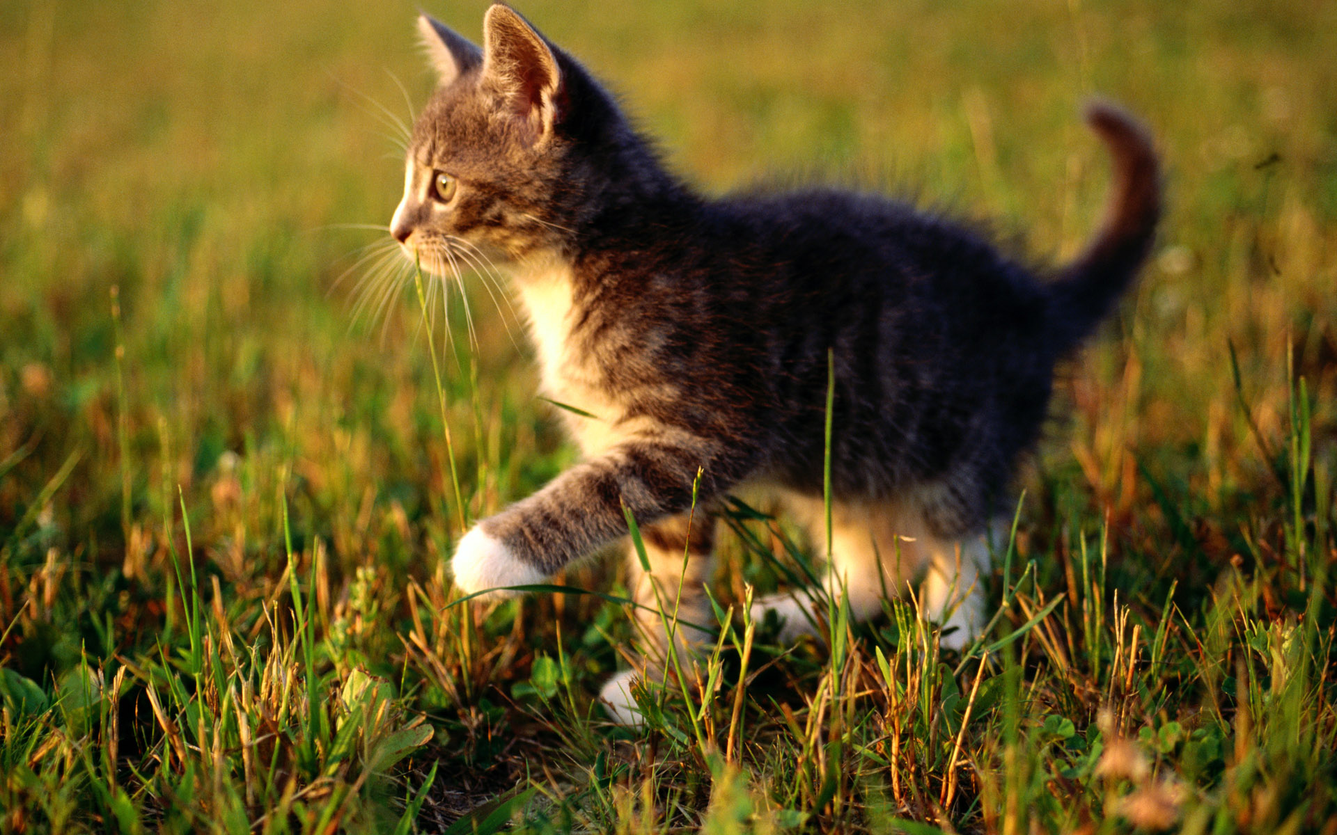 Download Animal Cat Kitten Grass Outdoor HD Wallpaper